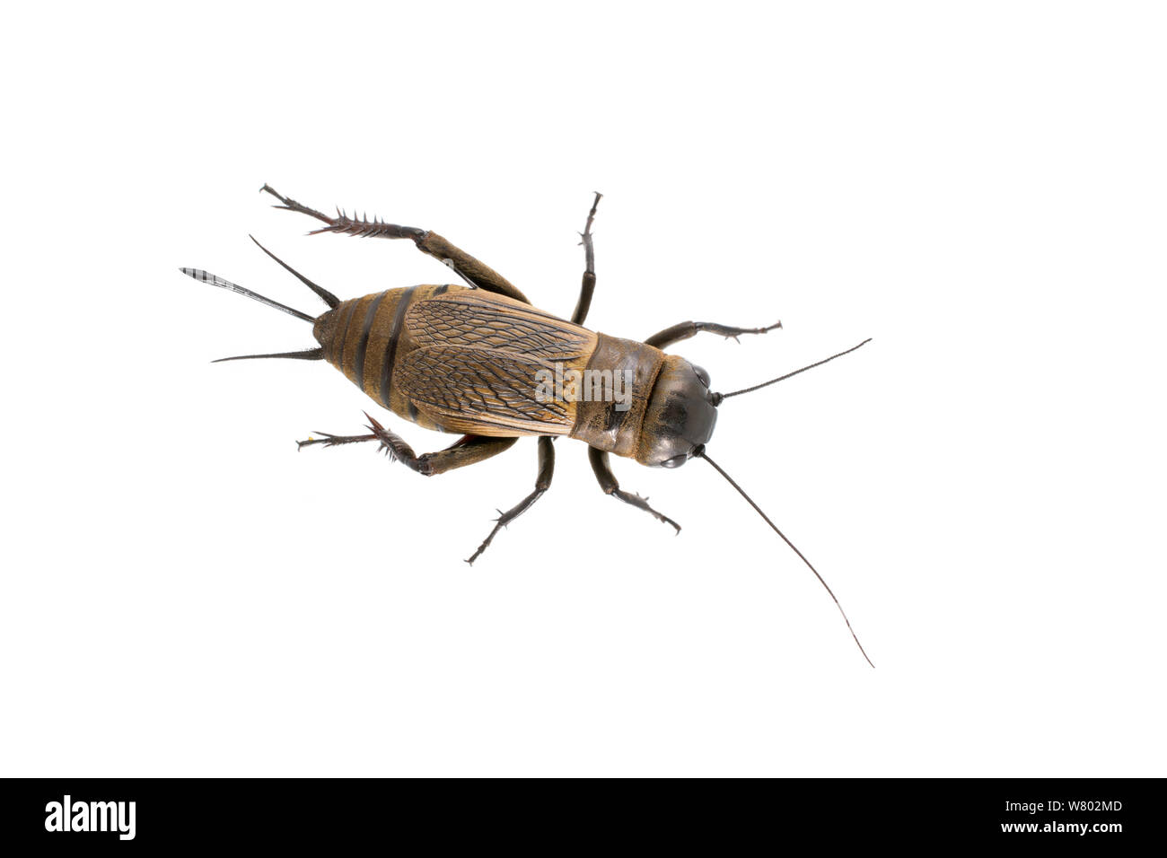 Field cricket (Gryllus campestris) female, La Brenne, France. May ...