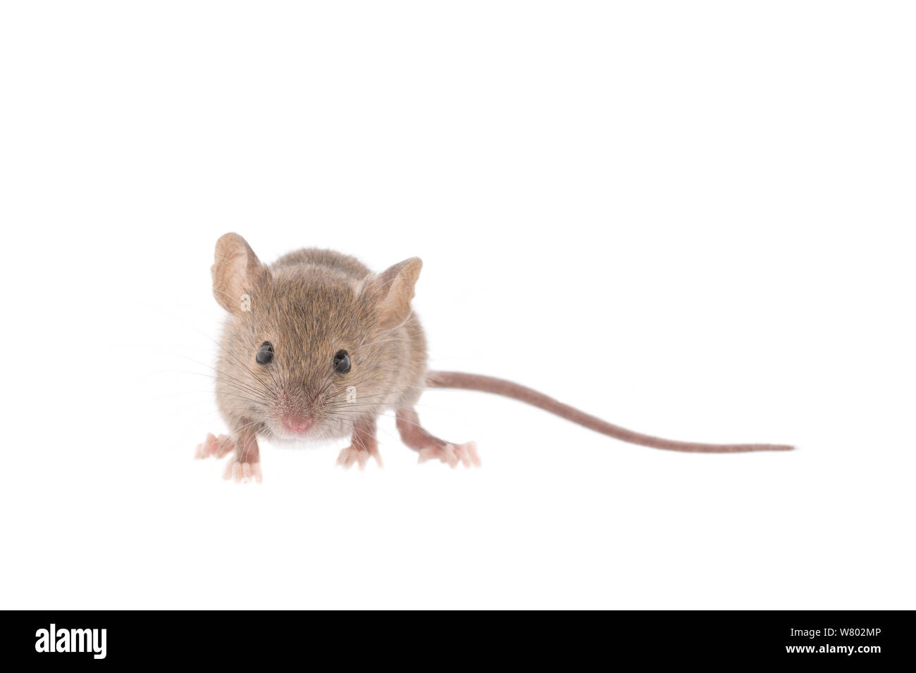 Juvenile house mouse hi-res stock photography and images - Alamy