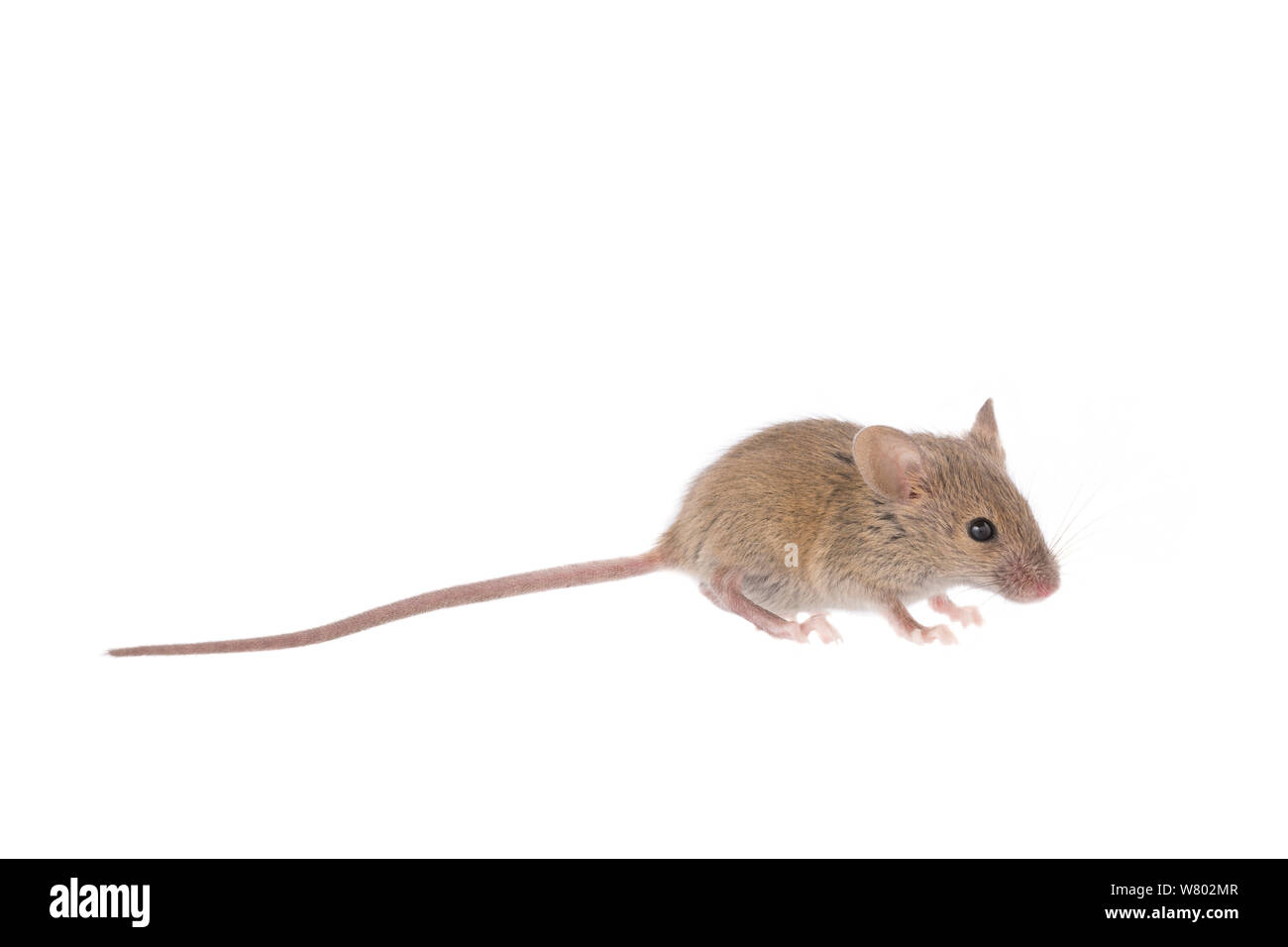 House mouse (Mus musculus) juvenile, Gelderland, The Netherlands, June. Meetyourneighbours.net ...