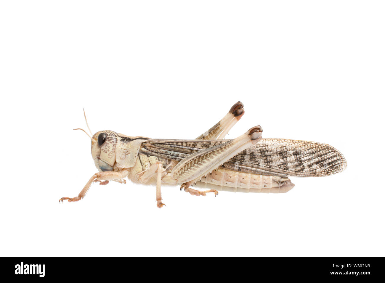 Migratory locust Cut Out Stock Images & Pictures - Alamy