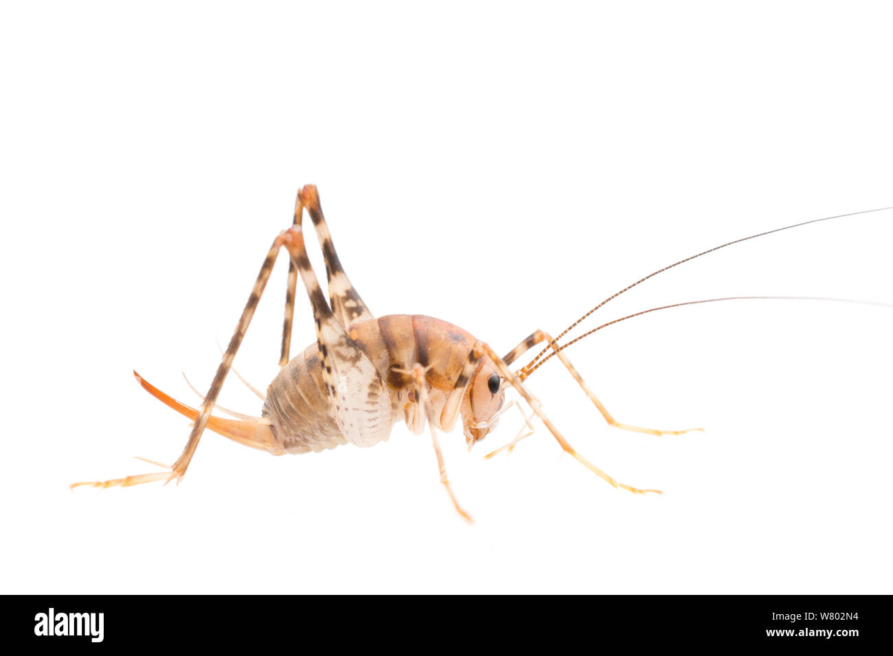 Greenhouse camel cricket (Diestrammena asynamora) female, The ...