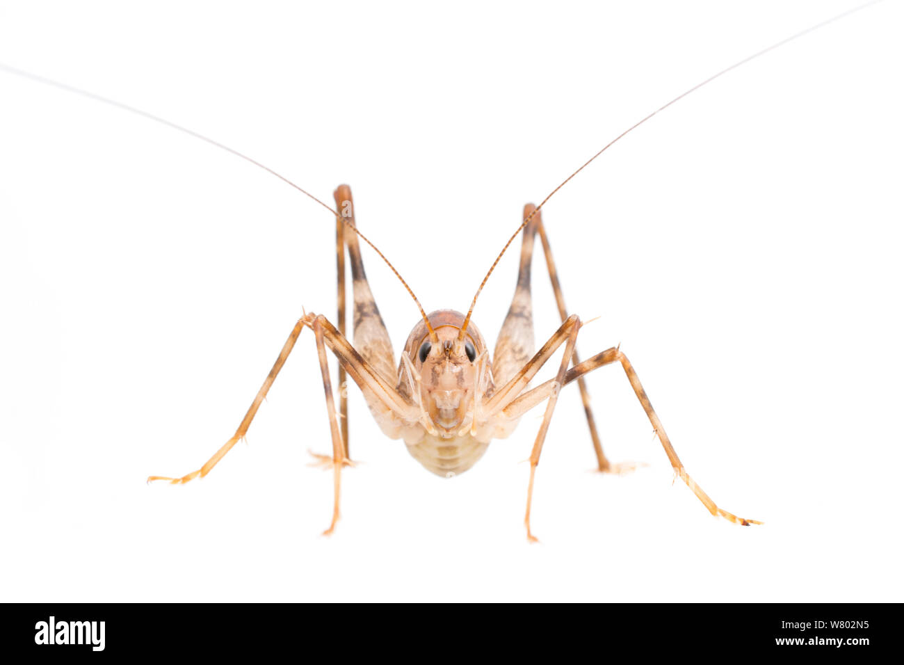 Greenhouse camel cricket (Diestrammena asynamora) male, The Netherlands ...