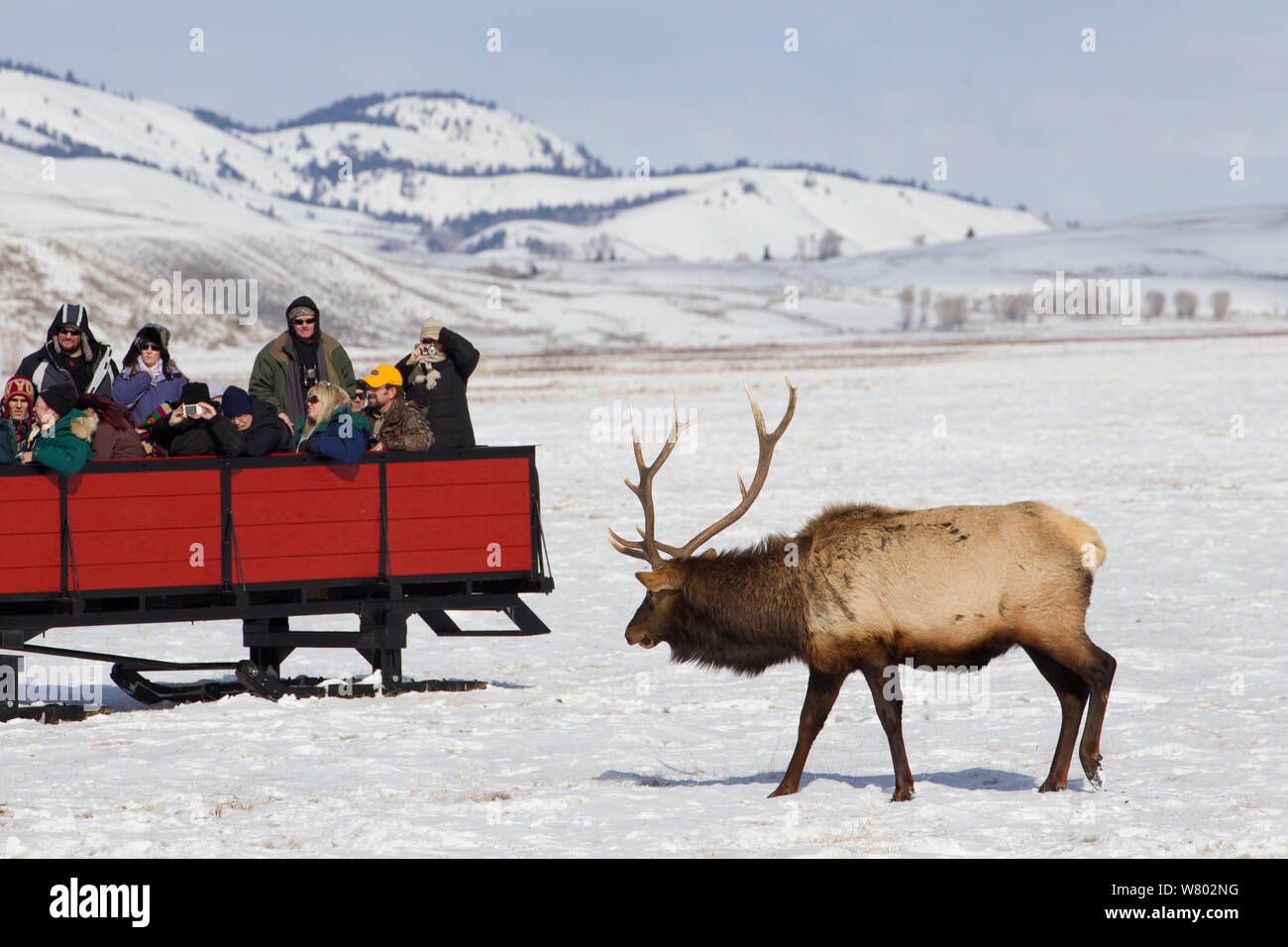 Tourists watching Elk (Cervus canadensis) from horse and cart, National ...