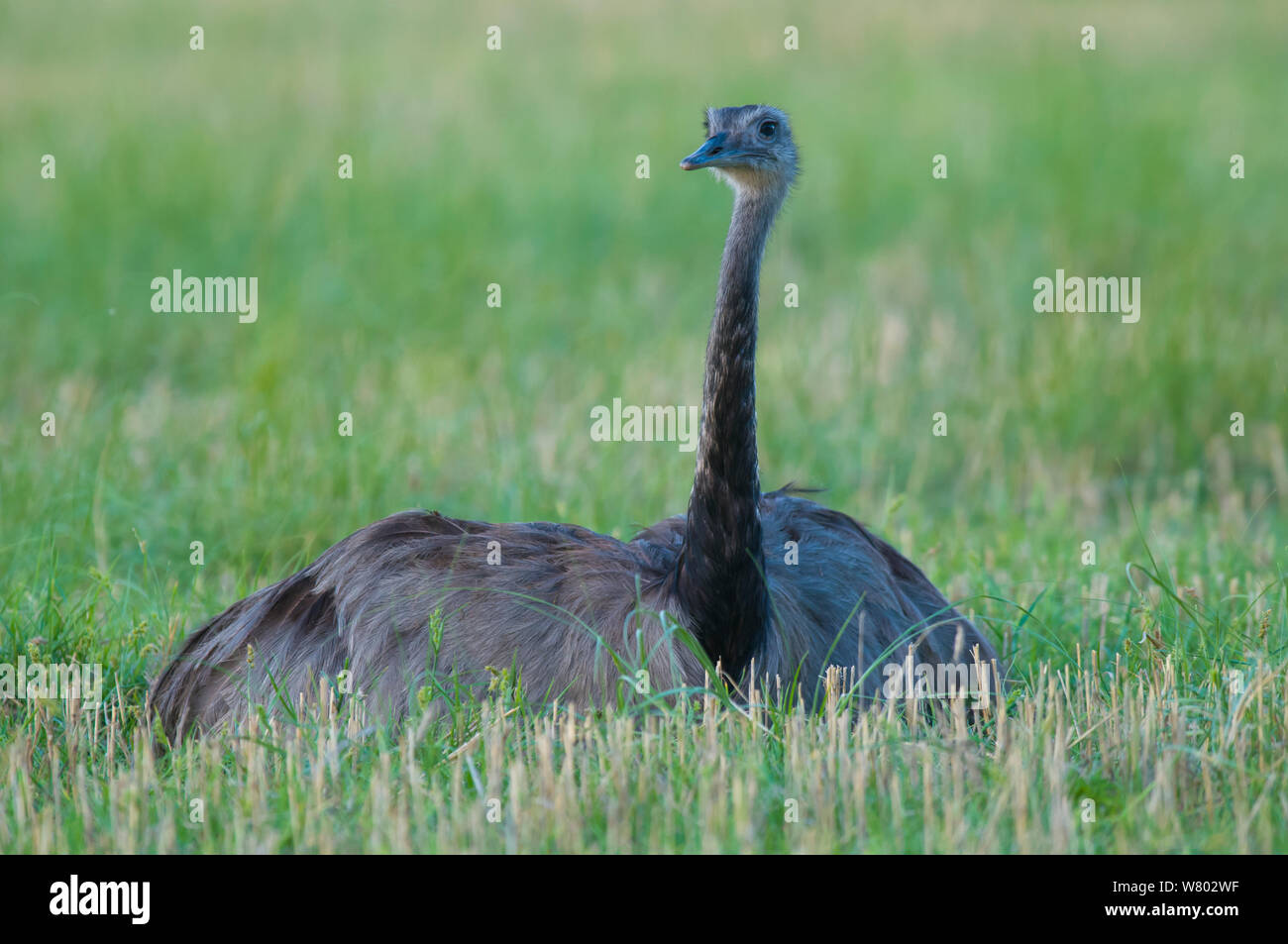 Greater rhea (Rhea americana) resting on grass, La Pampa , Argentina ...