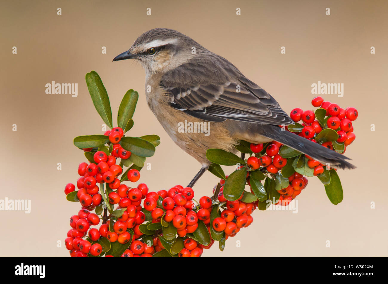 Chalk-browed mockingbird (Mimus saturninus) Calden Forest , La Pampa ...