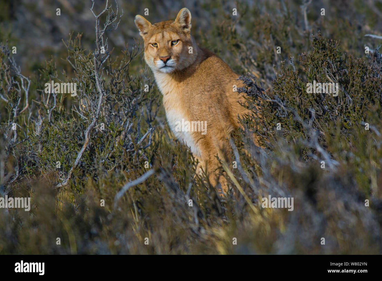 Cougar (Puma concolor) resting in vegetation, Torres del Paine National ...