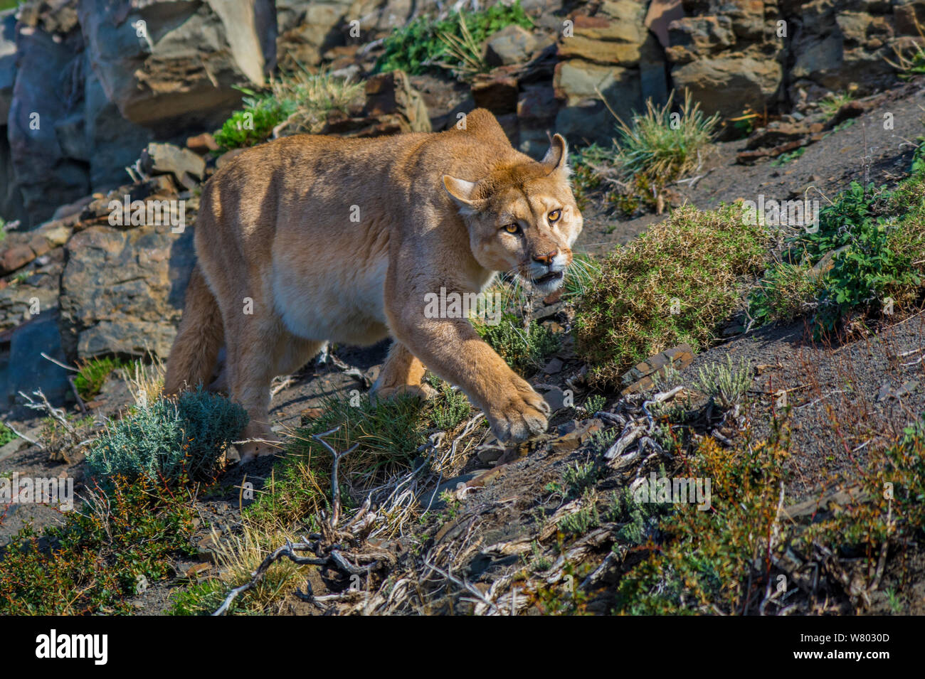 Wild puma (Puma concolor) walking across rocks, Torres del Paine ...