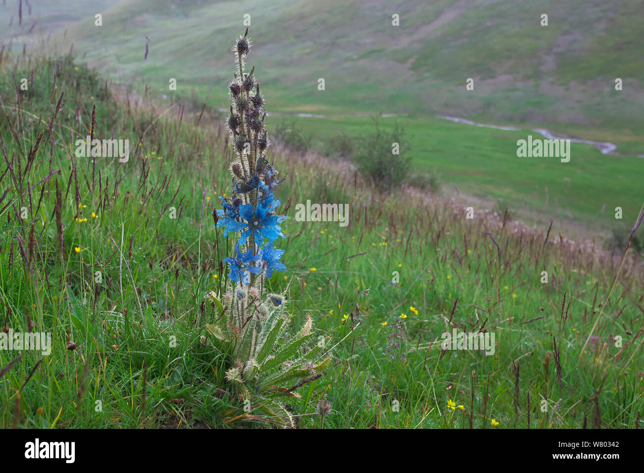 Meconopsis racemosa hi-res stock photography and images - Alamy