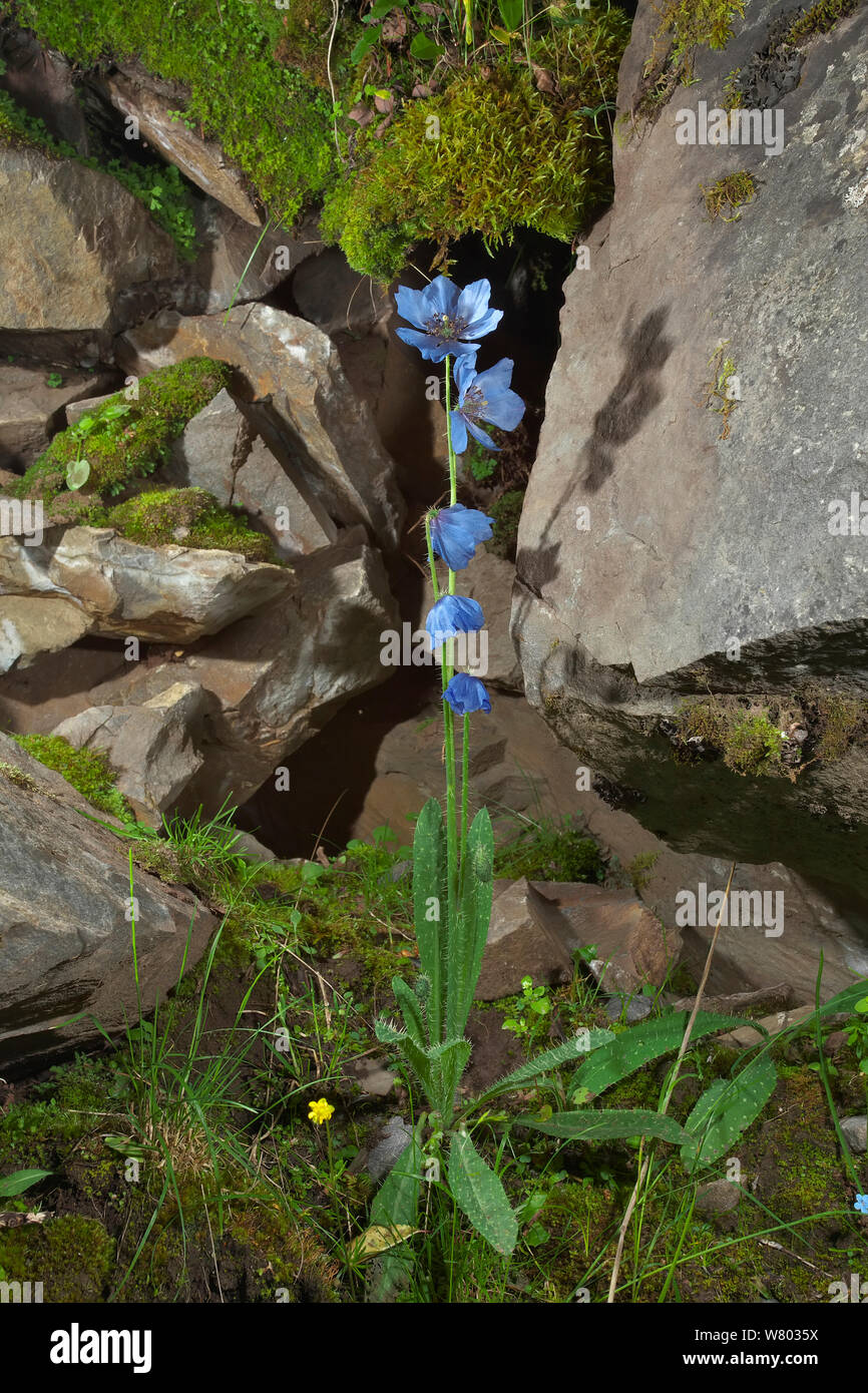 Blue poppy (Meconopsis racemosa) Serxu, Shiqu county, Sichuan Province ...