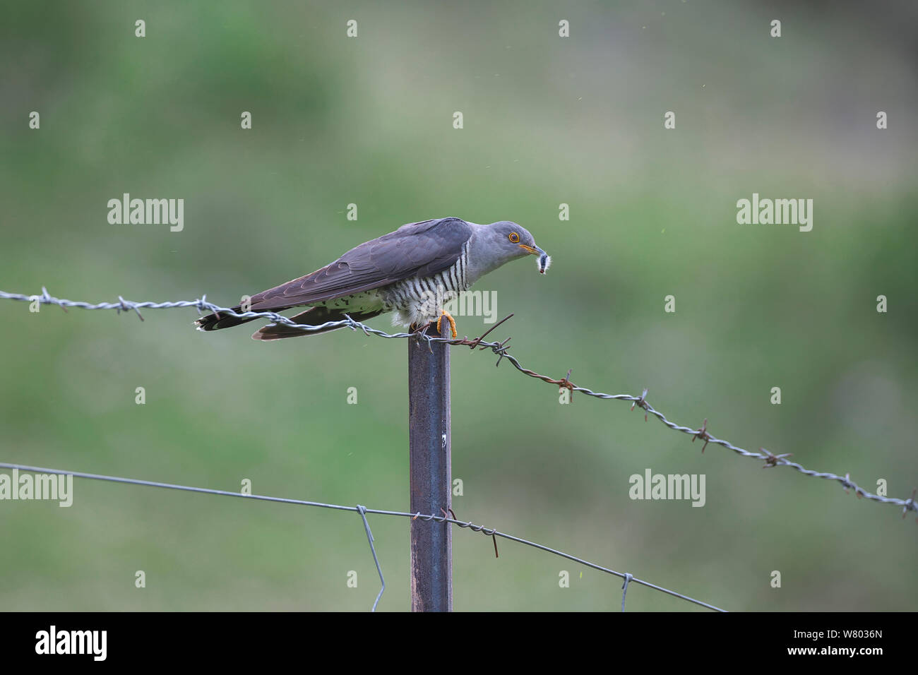 Eurasian cuckoo (Cuculus canorus) with caterpillar prey, on barbed wire ...