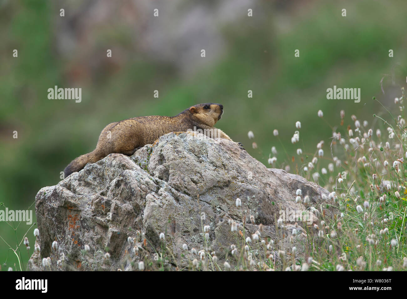 Himalayan marmot (Marmota himalayana) stretched out on rock, Serxu ...