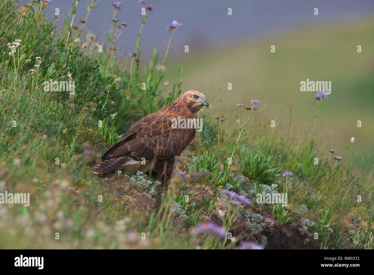 Upland buzzard (Buteo hemilasius) on ground, Serxu, Shiqu county ...