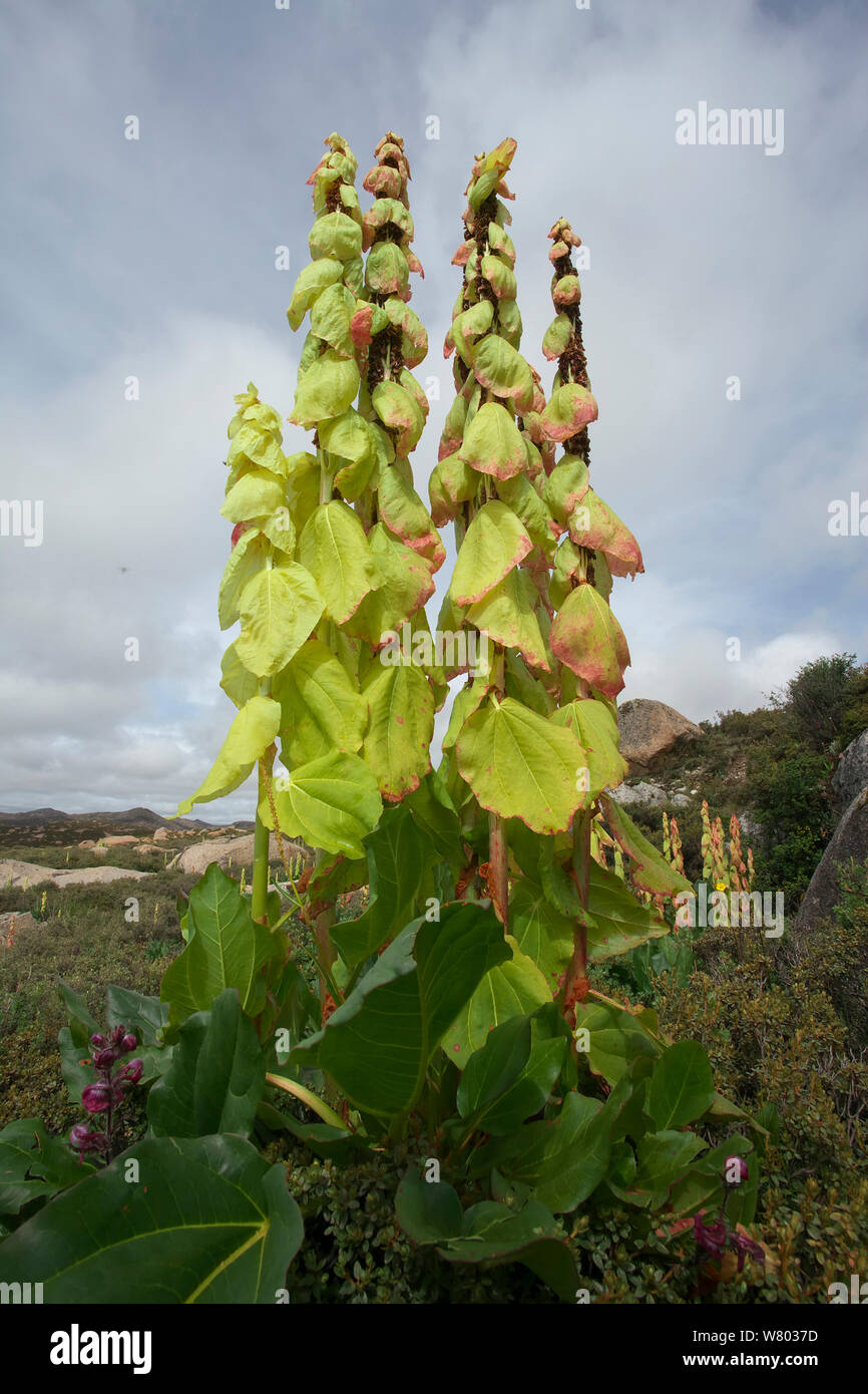 Alexander rhubarb (Rheum alexandrae) Daocheng County, Sichuan Province ...