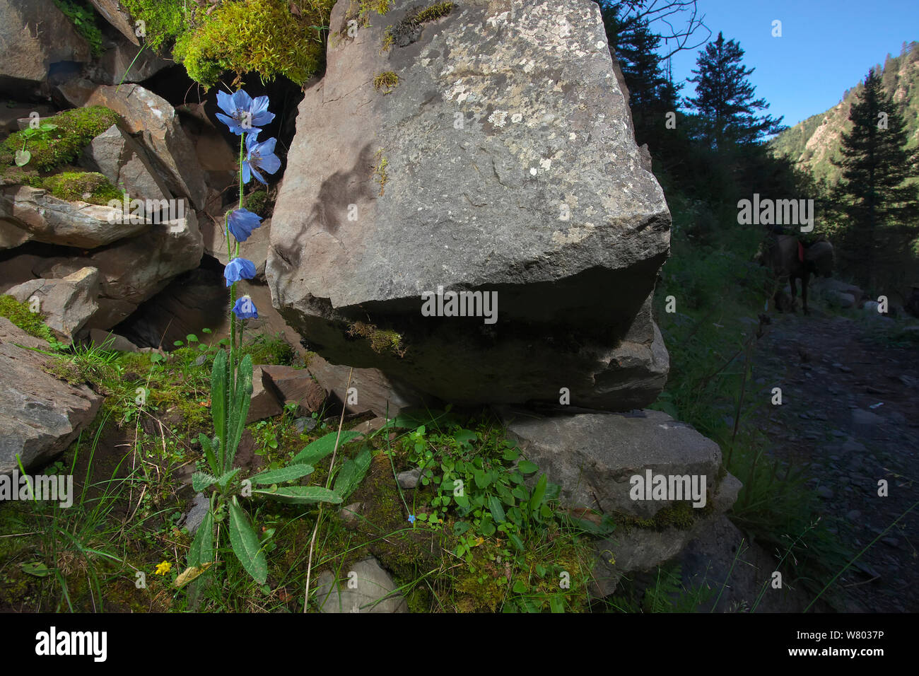 Tibet poppy seed hi-res stock photography and images - Alamy