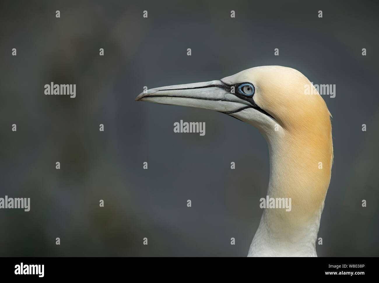 Head and neck photo of a gannet sea bird looking to the left with ...