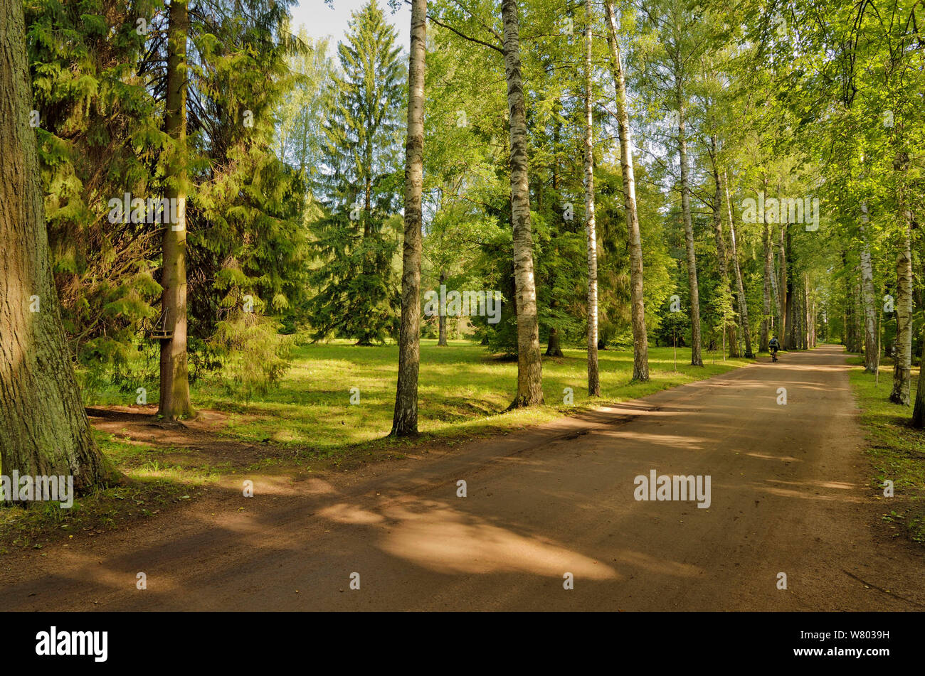 Beautiful forest landscape.Around the green meadows bloom, trees grow ...