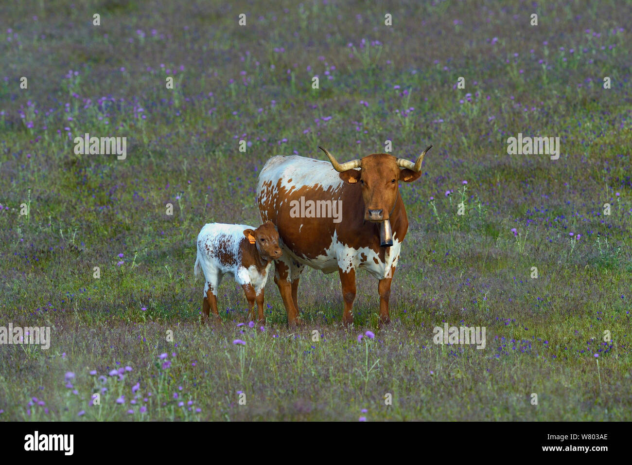 Calf in pasture hi-res stock photography and images - Alamy