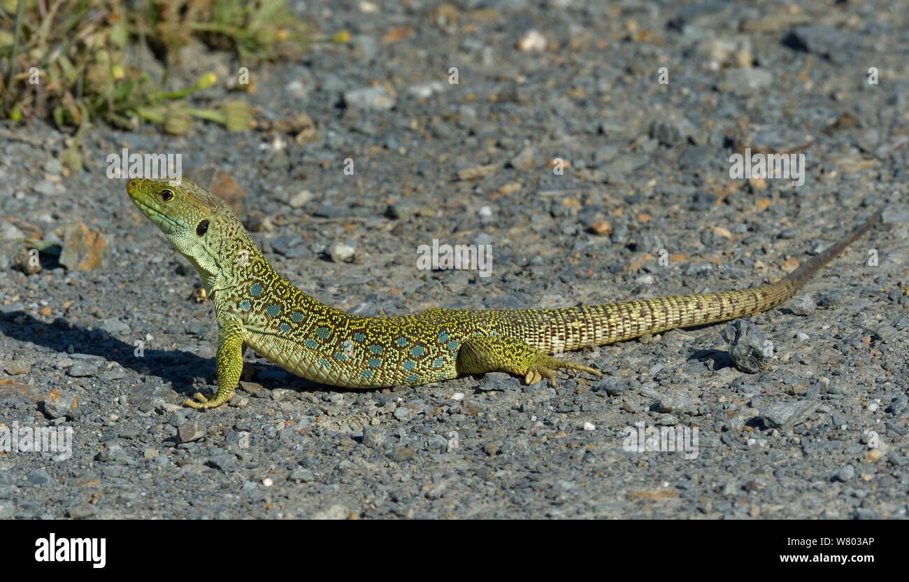 Ocellated lizard (Timon lepidus) Extremadura, Spain, April Stock Photo ...