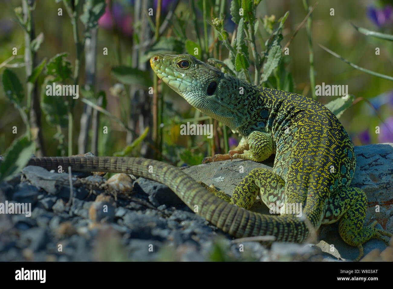Ocellated lizard (Timon lepidus) Extremadura, Spain, April Stock Photo ...