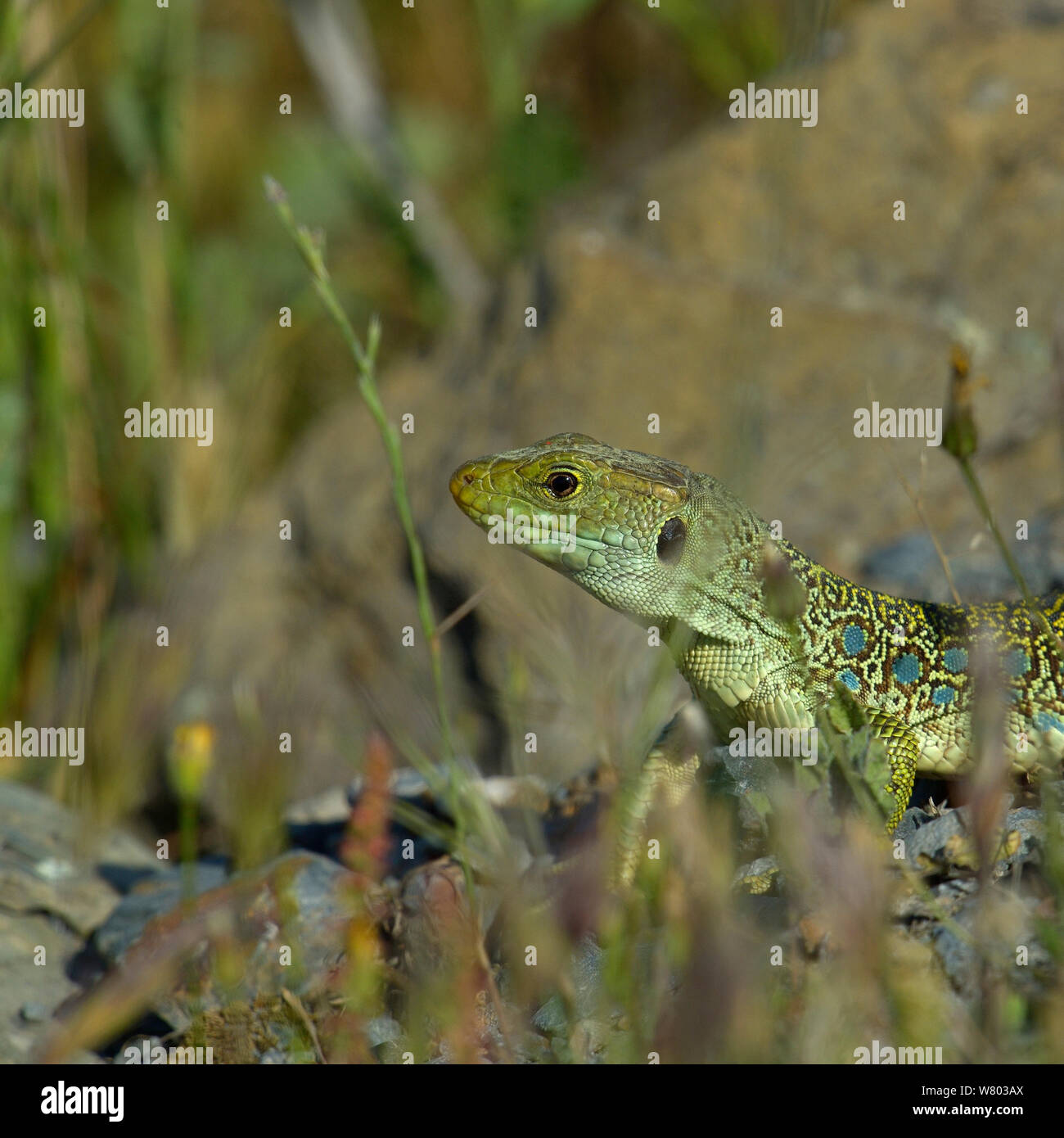 Ocellated lizard (Timon lepidus) Extremadura, Spain, April Stock Photo ...