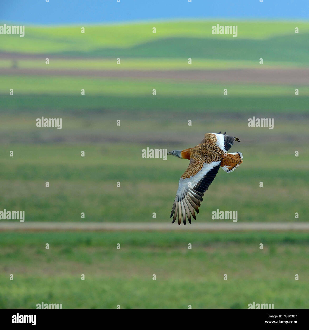 Great plains birds hi-res stock photography and images - Alamy