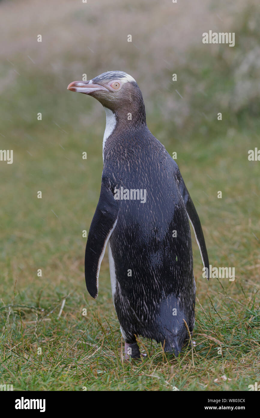 Endangered yellow eyed penguin megadyptes antipodes hi-res stock ...