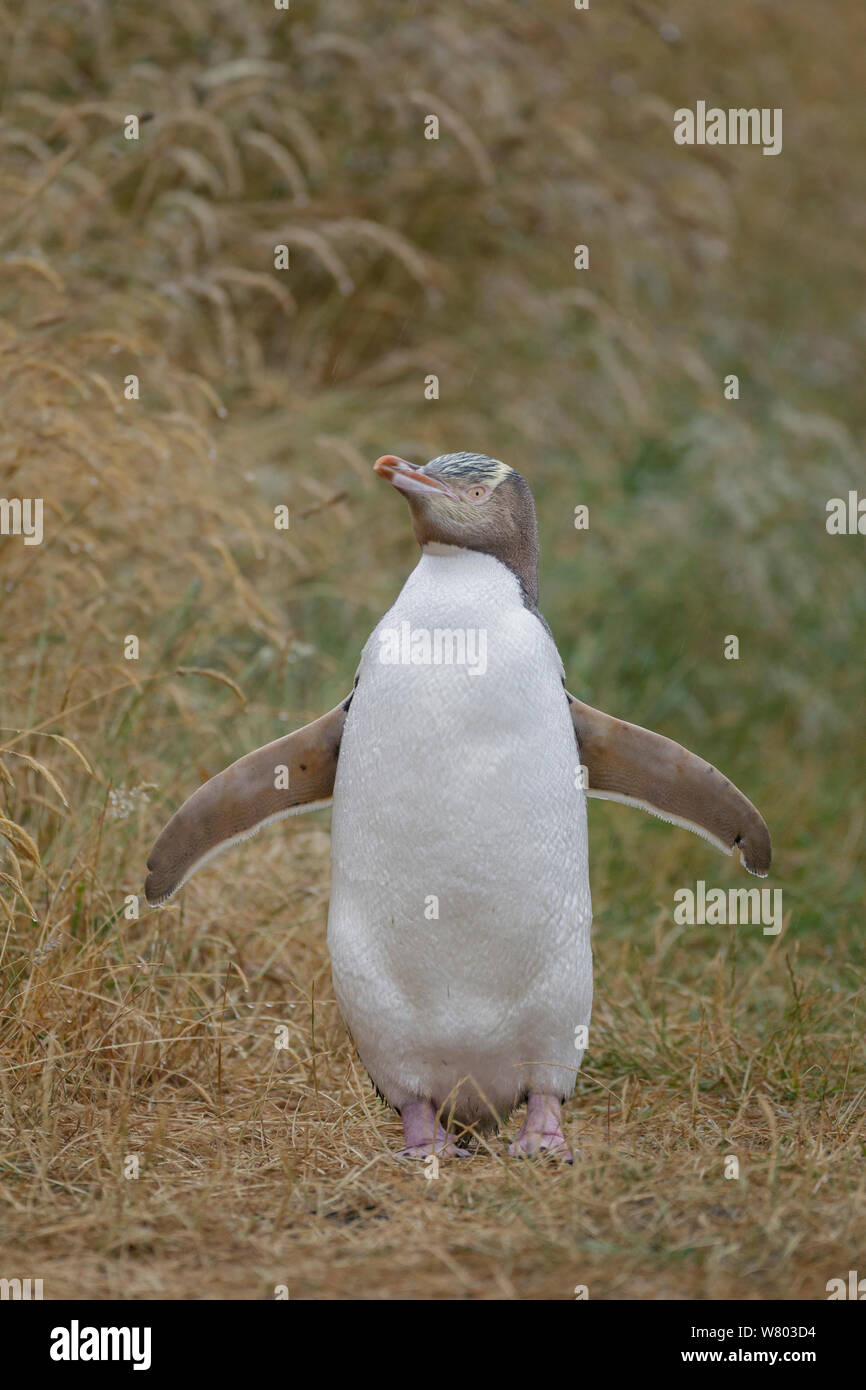 Animal with flippers hi-res stock photography and images - Alamy
