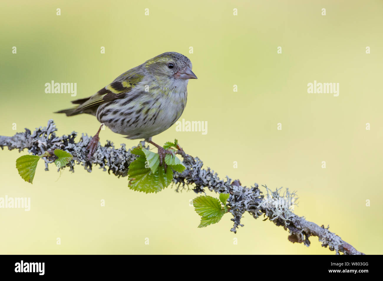 Silver finch hi-res stock photography and images - Alamy
