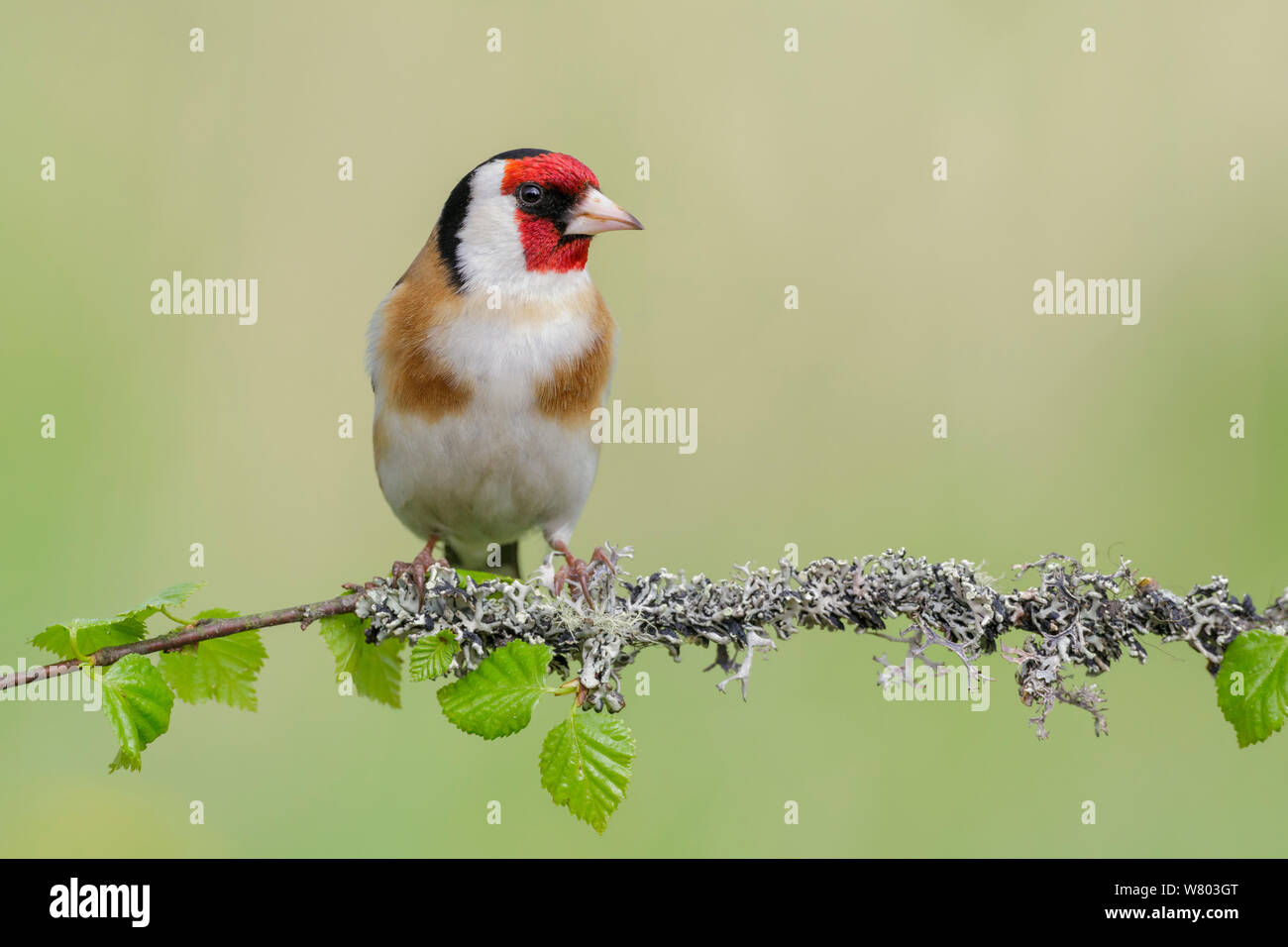 Silver finch hi-res stock photography and images - Alamy