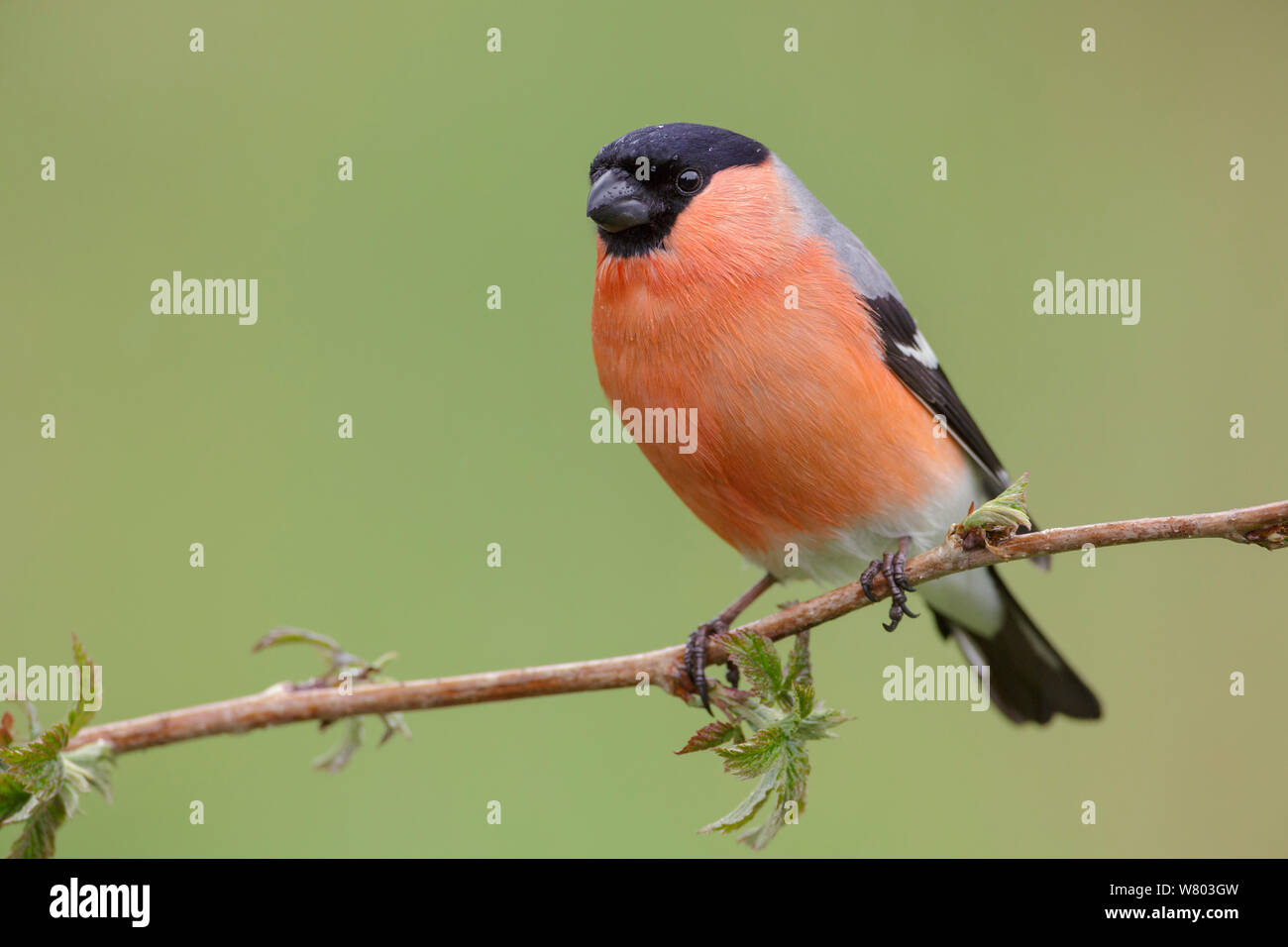 Northern bullfinch hi-res stock photography and images - Alamy
