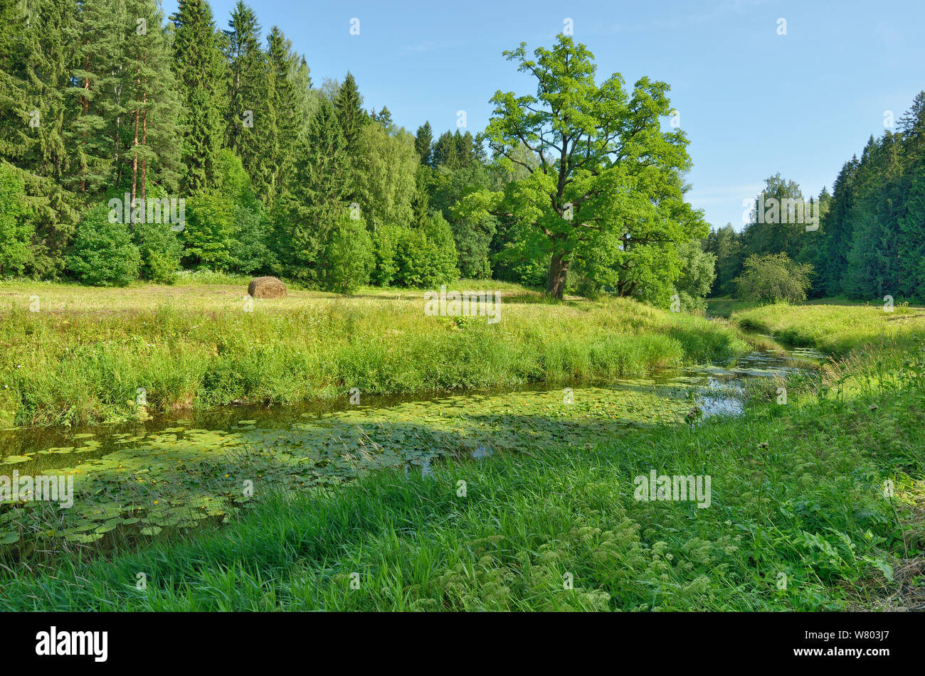 Beautiful forest landscape.Around the green meadows bloom, trees grow ...