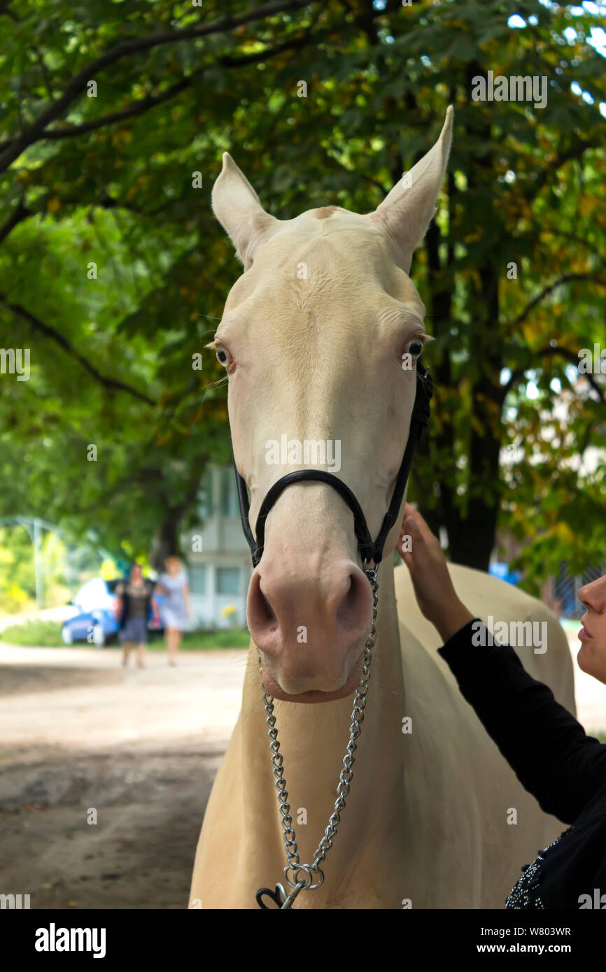 Portrait of a akhal-teke horse Stock Photo - Alamy