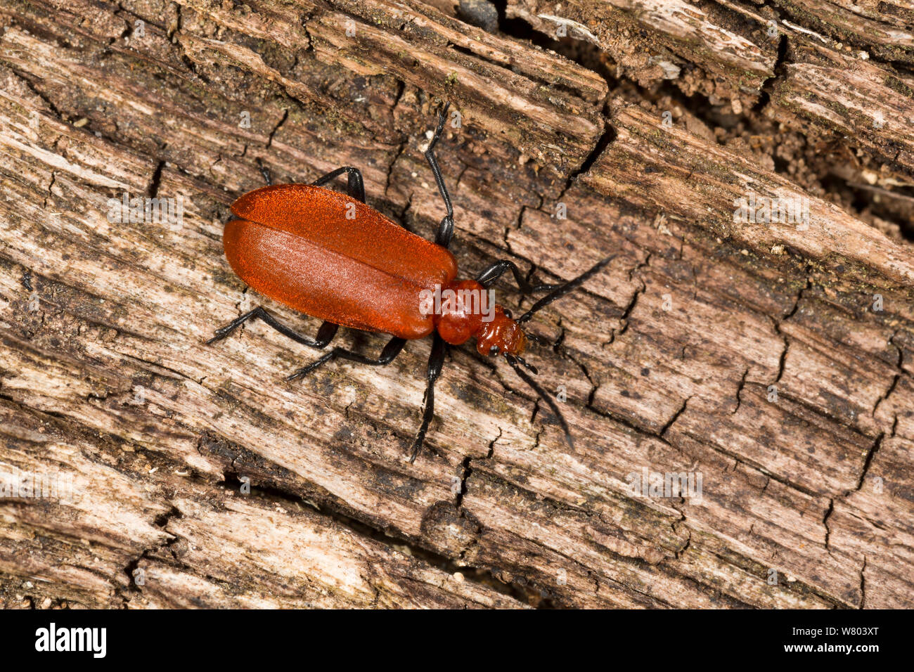 Redheaded cardinal beetle hi-res stock photography and images - Alamy