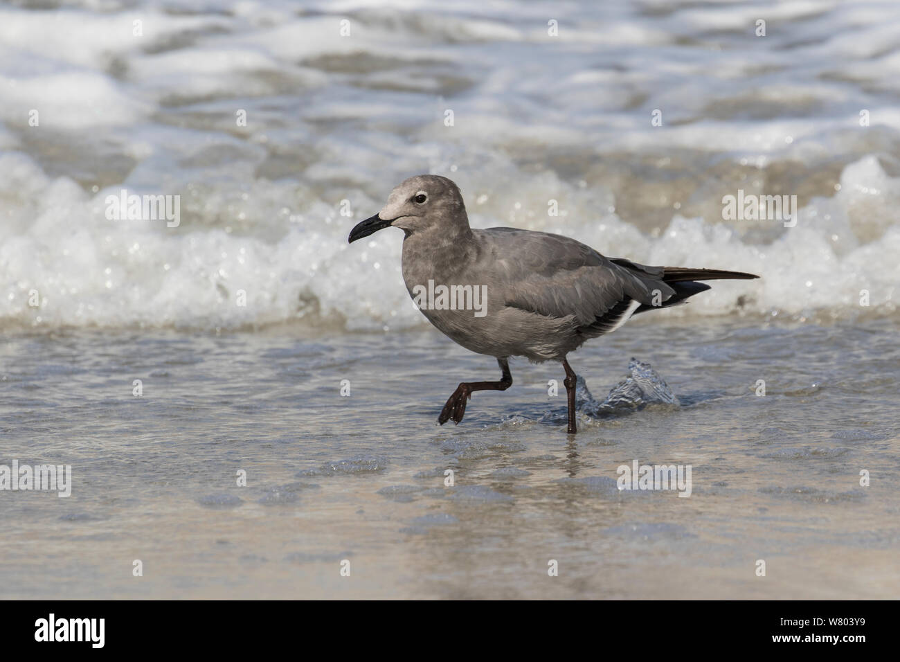 Azúcar national park hi-res stock photography and images - Alamy