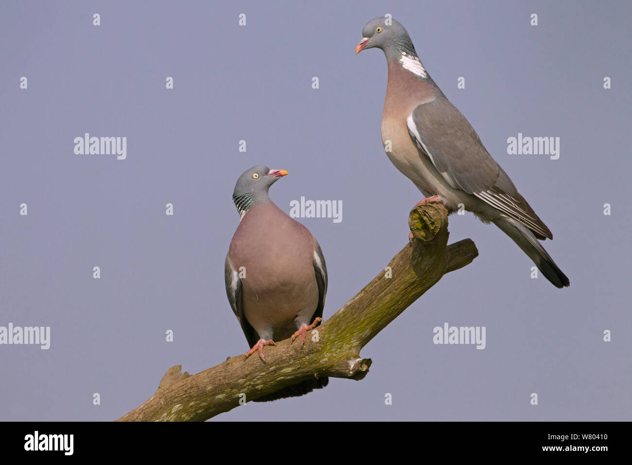 Typical pigeons hi-res stock photography and images - Alamy