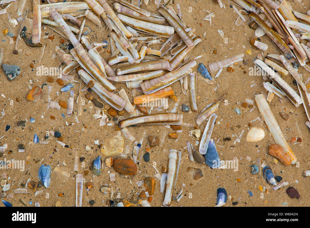 Razor clams uk hi-res stock photography and images - Alamy