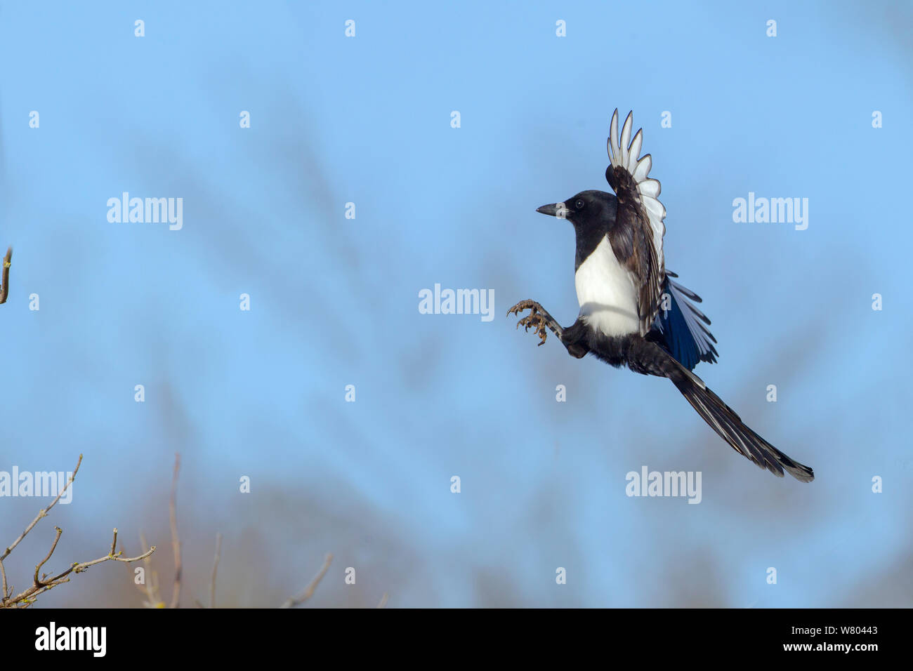 Flying magpie uk hi-res stock photography and images - Alamy