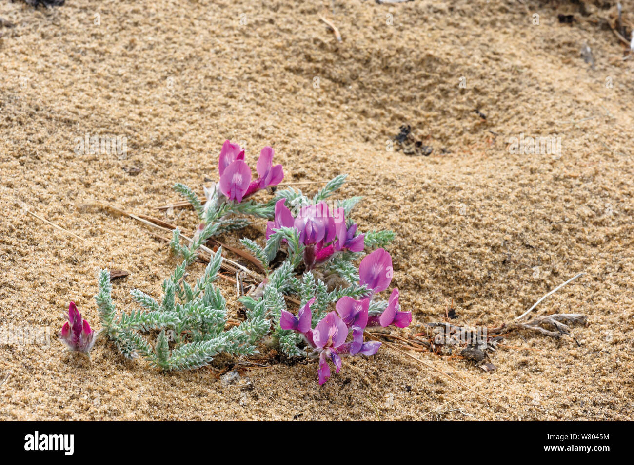 Locoweed plant hi-res stock photography and images - Alamy