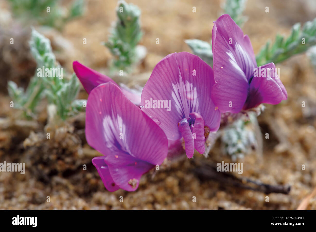 Locoweed (Oxytropis lanata) flowers, Olkhon island, Lake Baikal, Russia ...