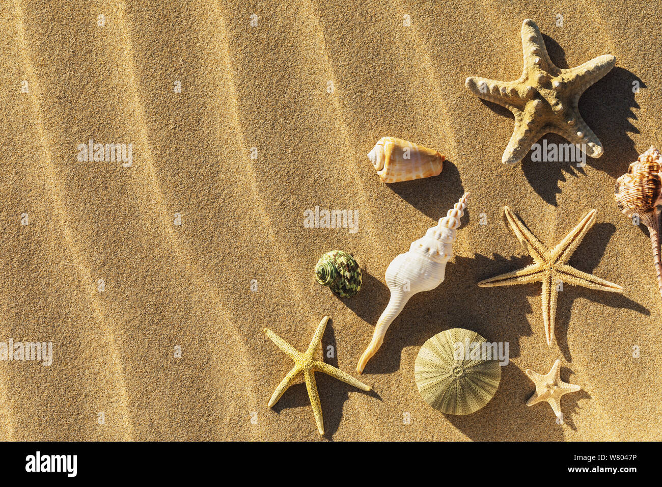 Group empty seashells on hi-res stock photography and images - Alamy