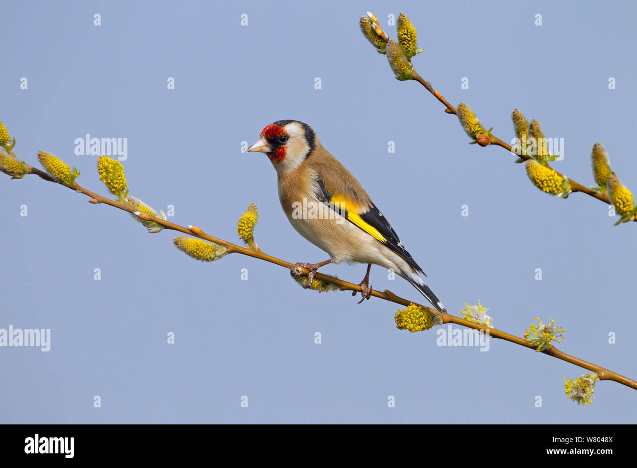 Goldfinch (Carduelis carduelis) on Pussy willow branch, Norfolk ...