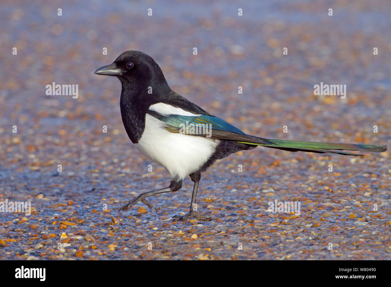 Uk birds magpie hi-res stock photography and images - Alamy