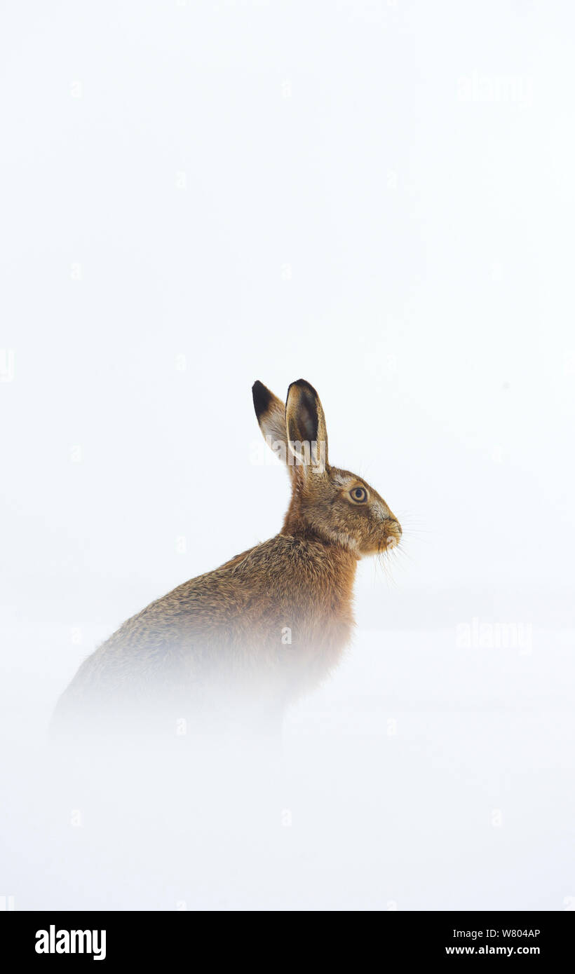 Sitting Hare Side Profile High Resolution Stock Photography and Images ...