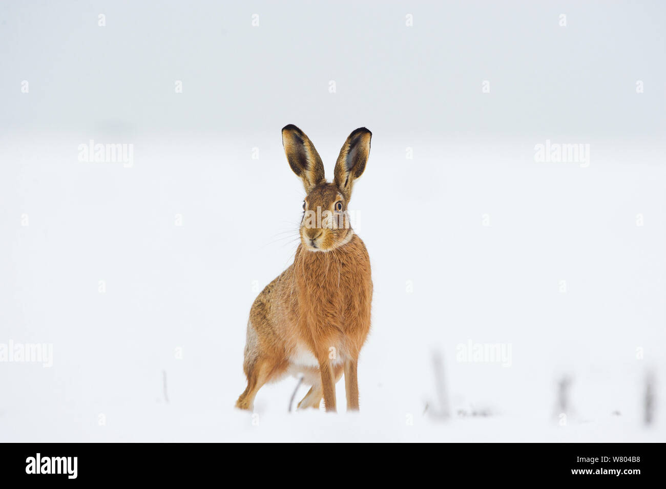 Hare front view hi-res stock photography and images - Alamy