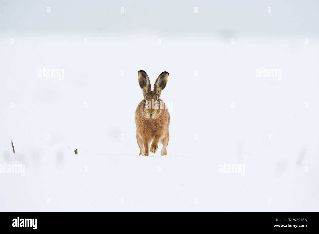 Hare front view hi-res stock photography and images - Alamy