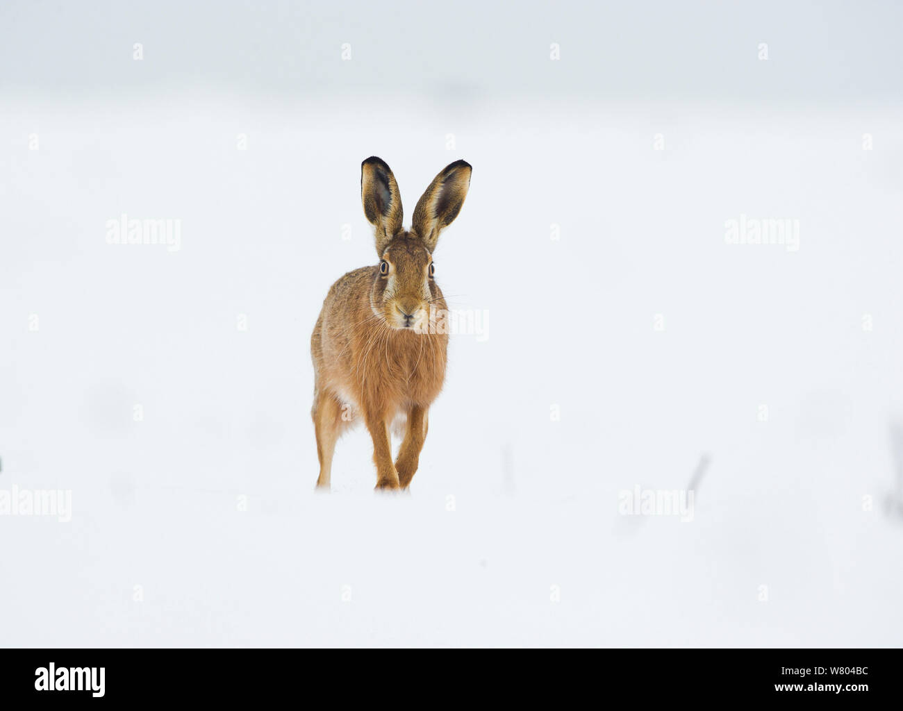 Hare front view hi-res stock photography and images - Alamy