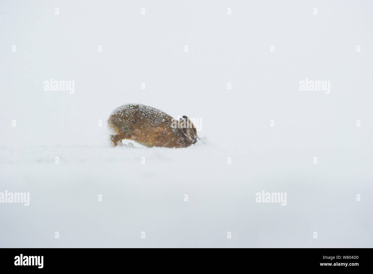 Hare face hi-res stock photography and images - Alamy