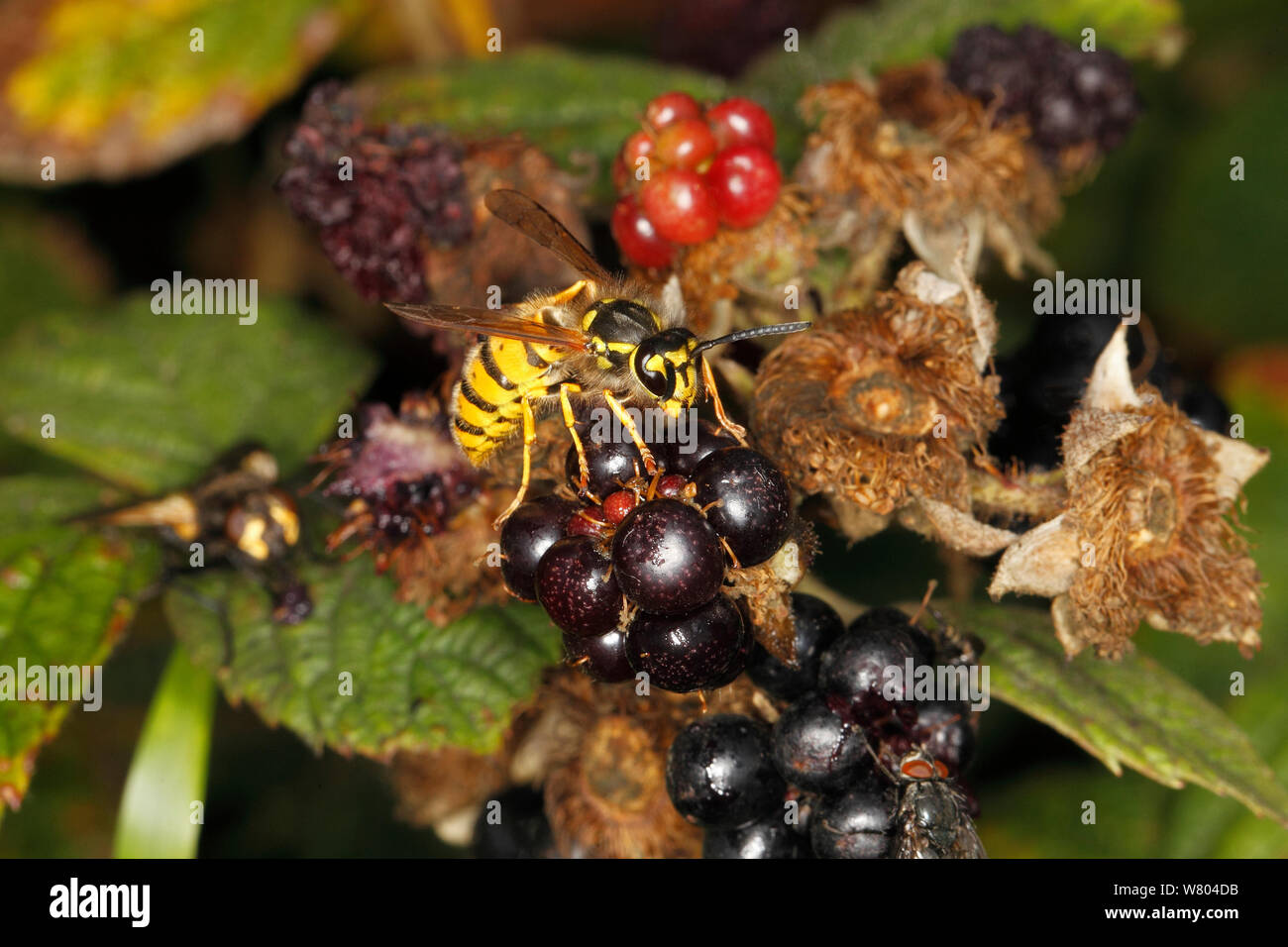 Wasp at farm hi-res stock photography and images - Alamy