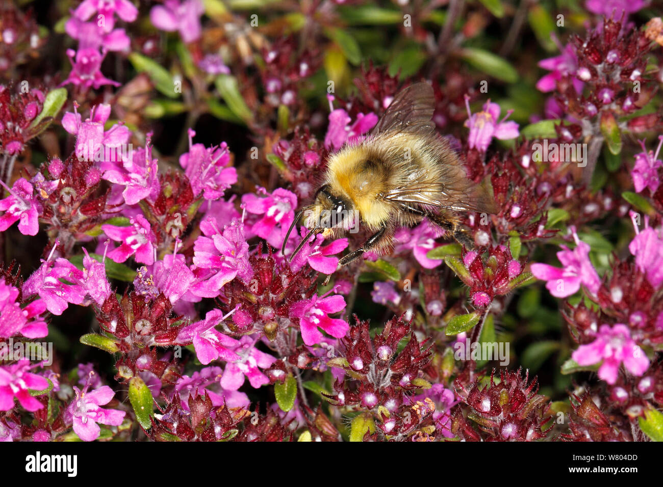 Common carder bumblebee (Bombus pascuorum) worker feeding on Thyme ...