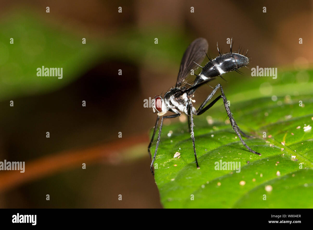Tachnid fly (Tachinidae) Panguana Reserve, Huanuca province, Amazon ...